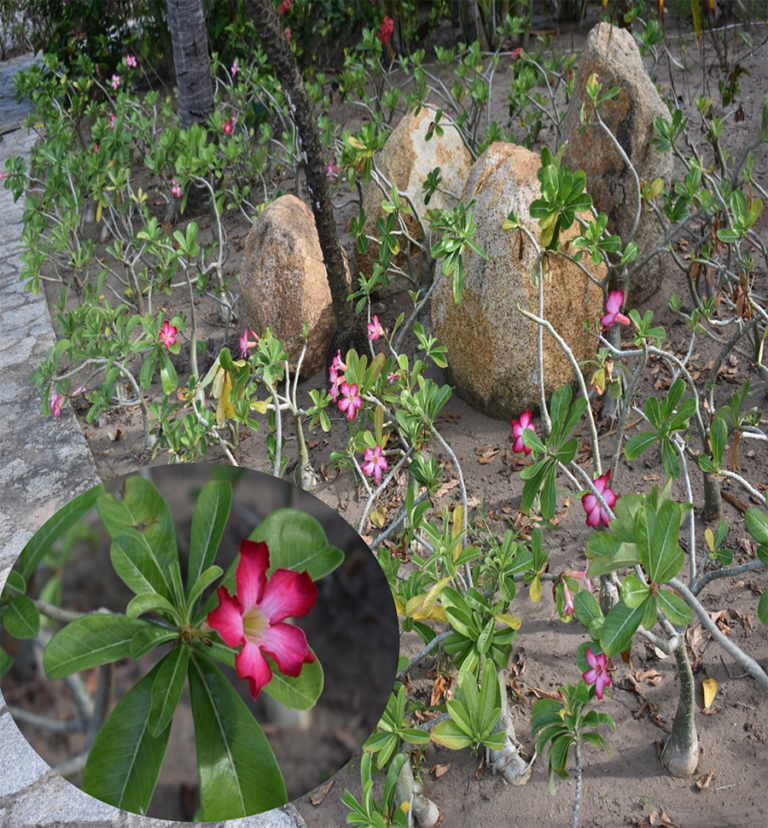 Adenium Obesum – Catálogo Flora y Fauna