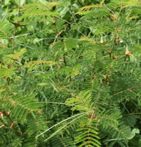 Acacia cornígera – Catálogo Flora y Fauna