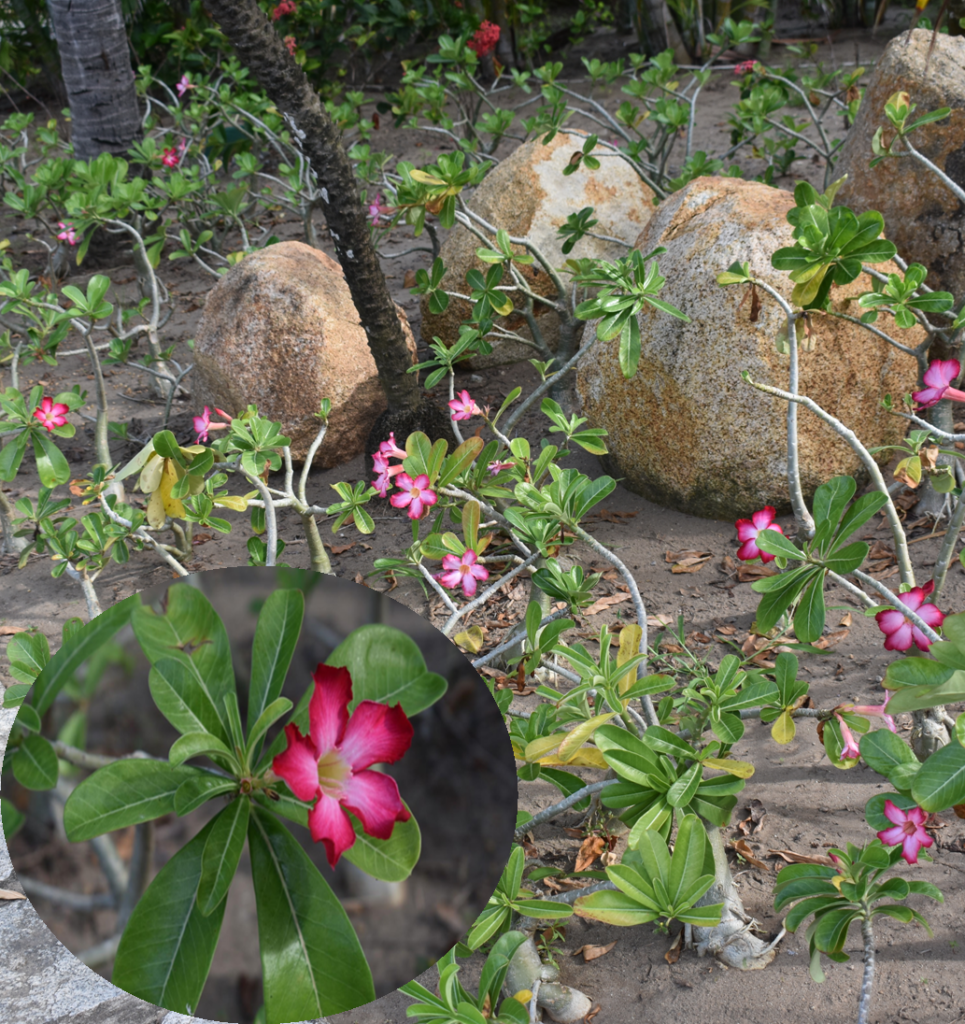 Scala – Página 2 – Catálogo Flora y Fauna