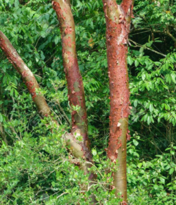Bursera simaruba – Catálogo Flora y Fauna