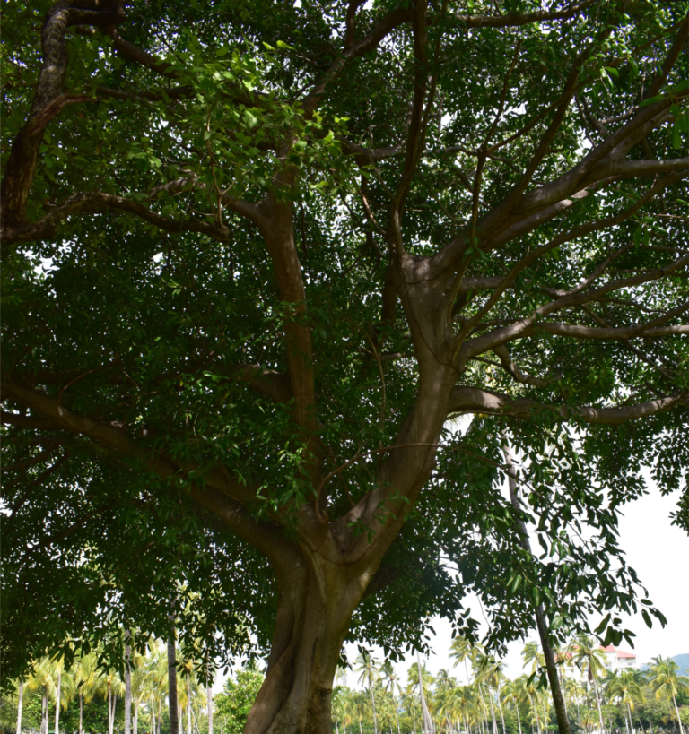 Ficus aurea – Catálogo Flora y Fauna