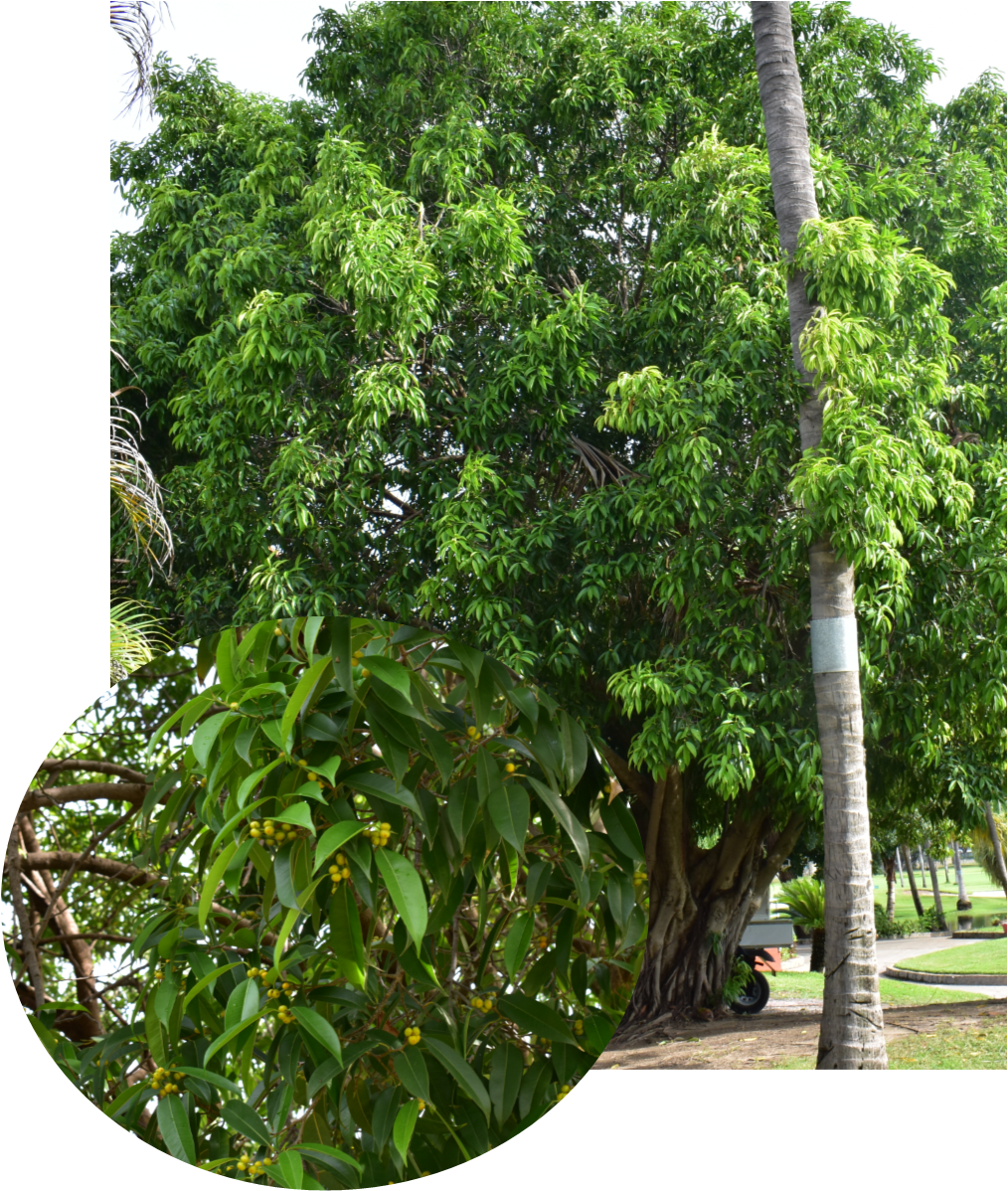 Ficus benjamina – Catálogo Flora y Fauna