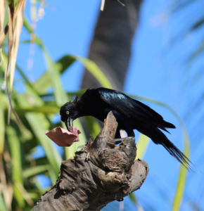 Quiscalus mexicanus – Catálogo Flora y Fauna